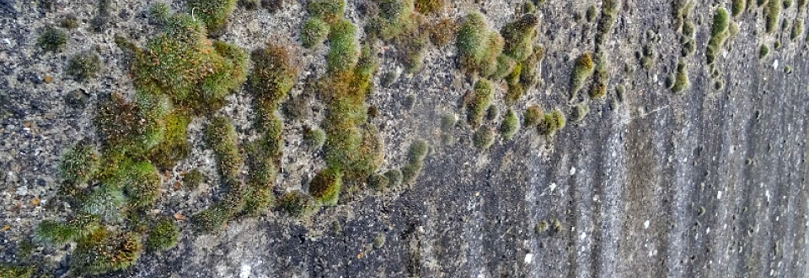 Oorzaken aantasting van betonconstructies met mosaangroei bekend ...