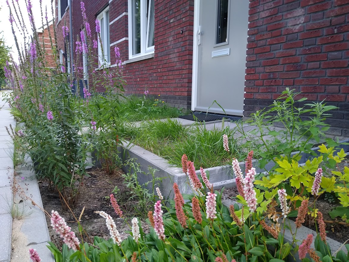 Water uit de regenpijp via betonnen goot naar plantjes en grond in ...